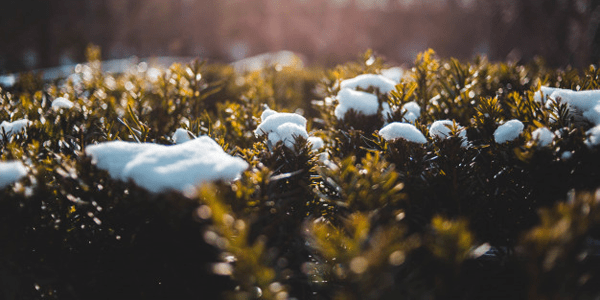 Vai ter neve amanhã? Veja a previsão de neve para o Sul do país