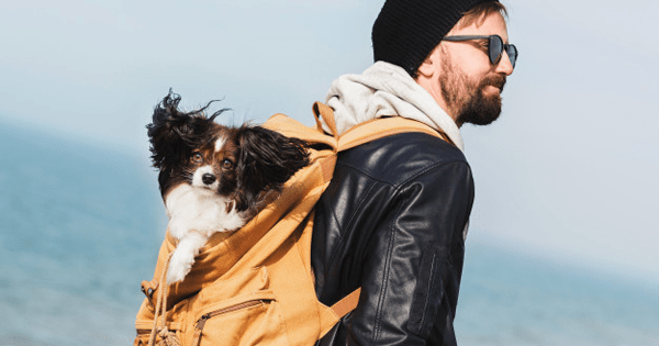 Gollog Animais: GOL lança serviço para transportar animais com ...