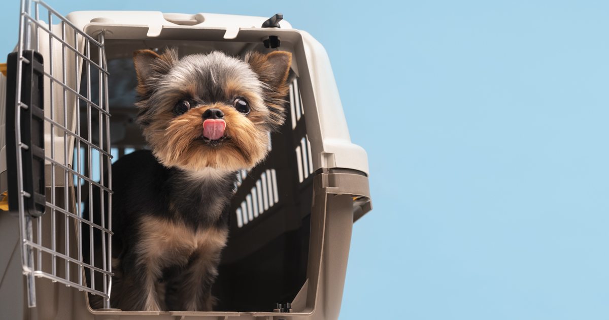 Pets recebem snack grátis durante voos da Azul!